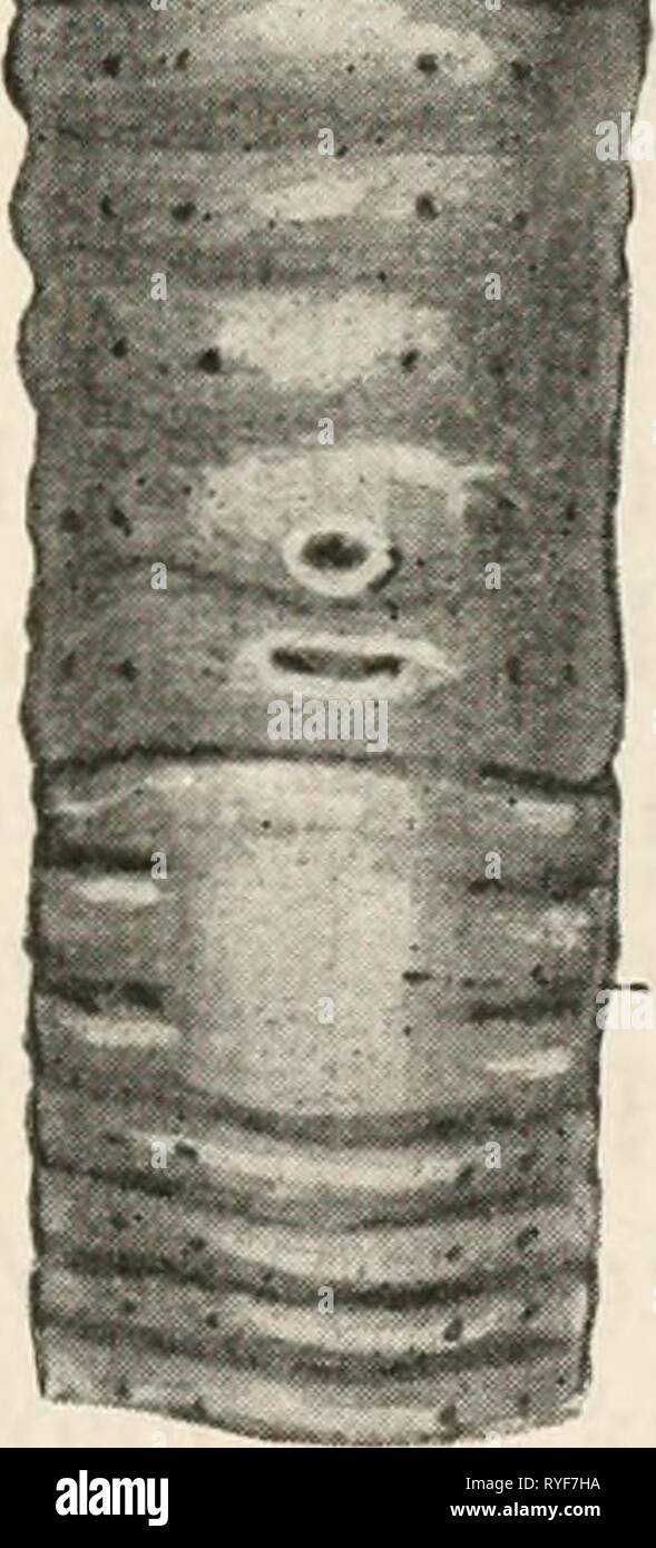 Earthworms and their allies (1912 Stock Photo - Alamy