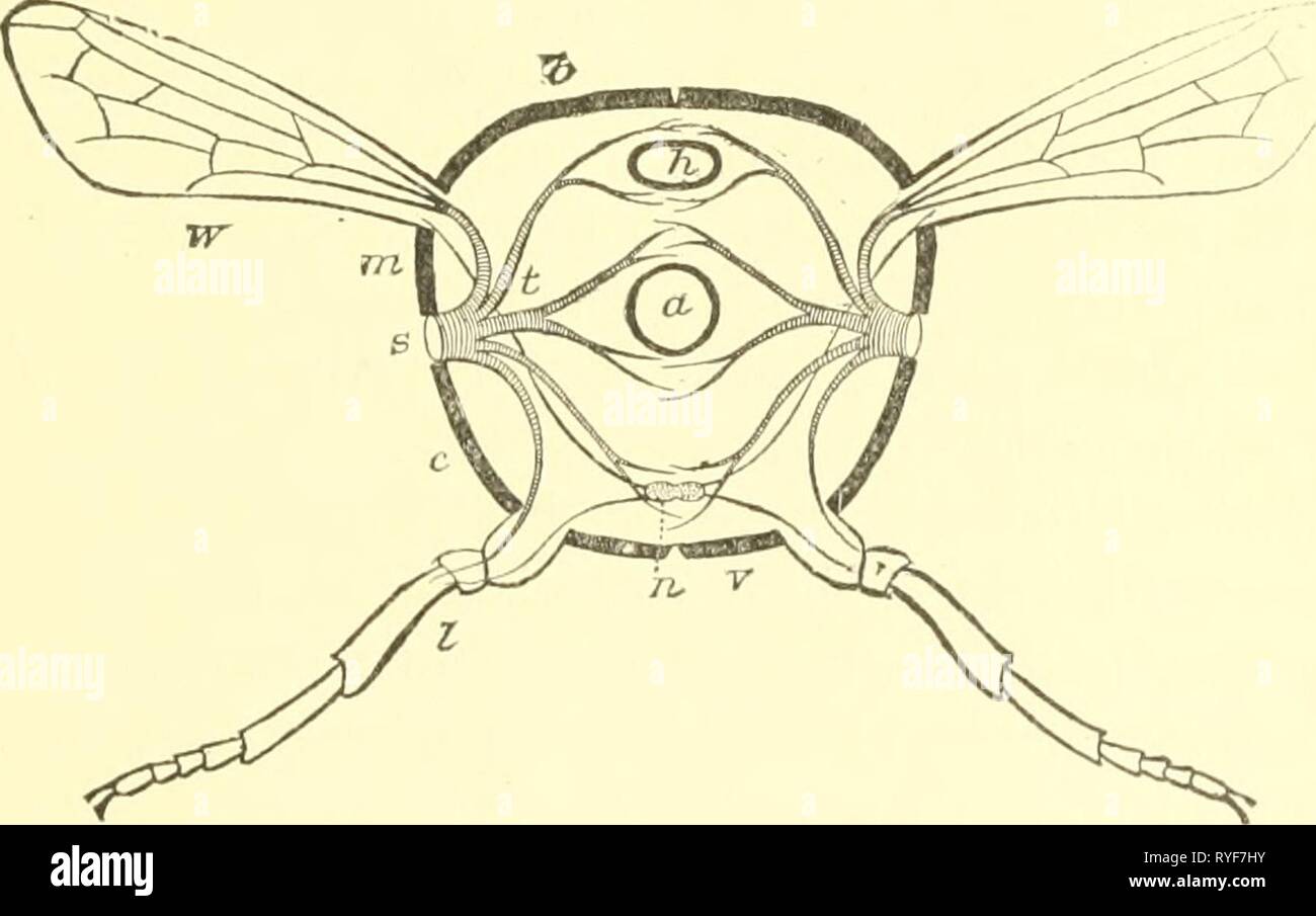 Insect muscles hi-res stock photography and images - Alamy