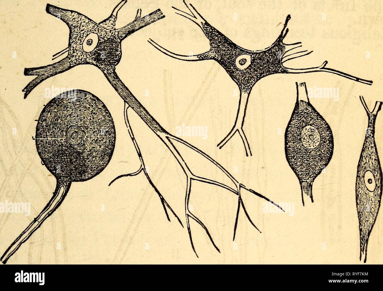 Stellate cells hi-res stock photography and images - Alamy
