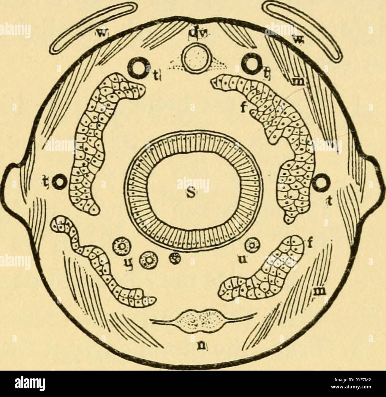 Elementary lessons on insects elementarylesson00need Year: 1928 WHAT AN ...