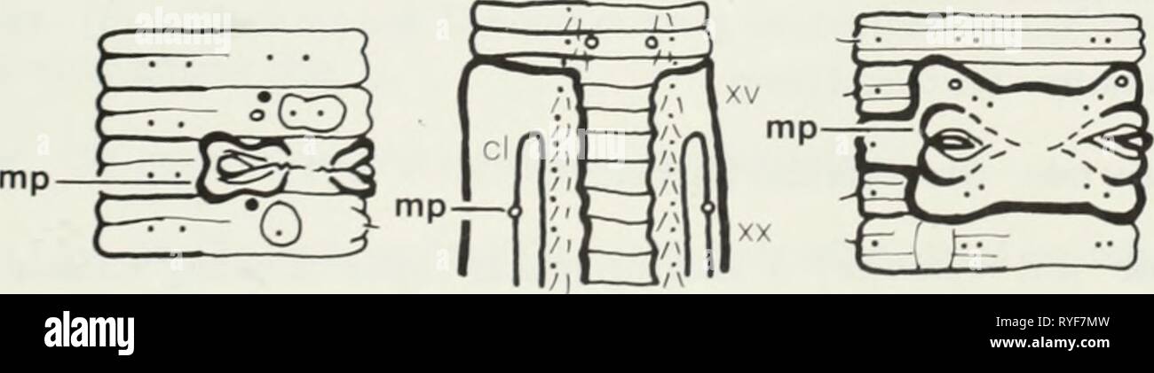 The earthworms (lumbricidae and sparganophilidae Stock Photo - Alamy