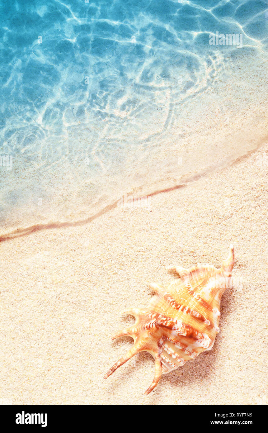 Seashell on the summer beach in sea water. Summer background. Summer ...