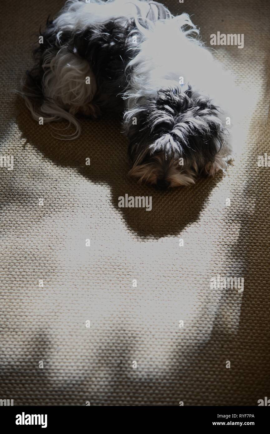 Pet dog, Maltejack, half maltese and half jack Russell Stock Photo - Alamy