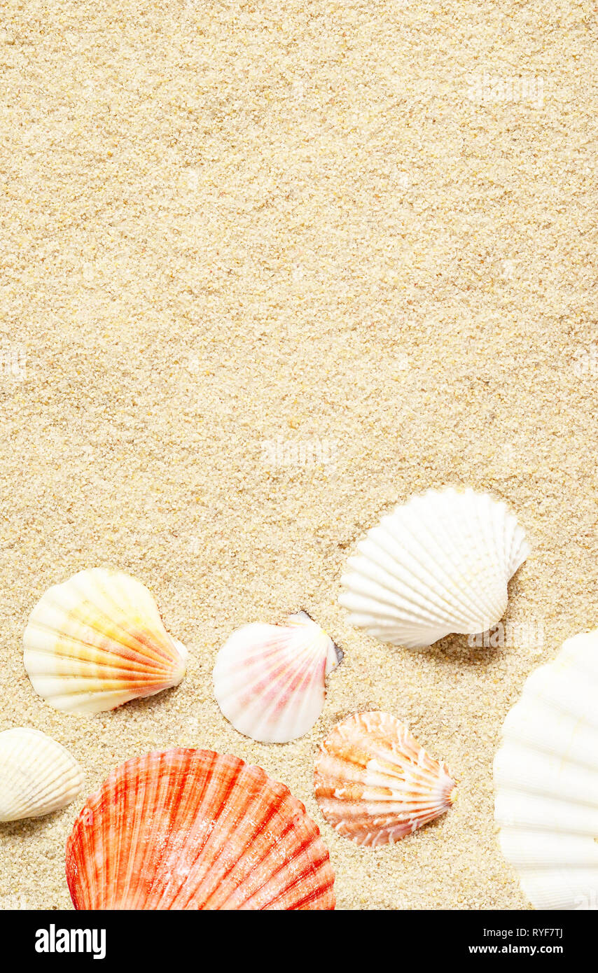 Sea shells on sandy beach. Summer background. Top view Stock Photo - Alamy