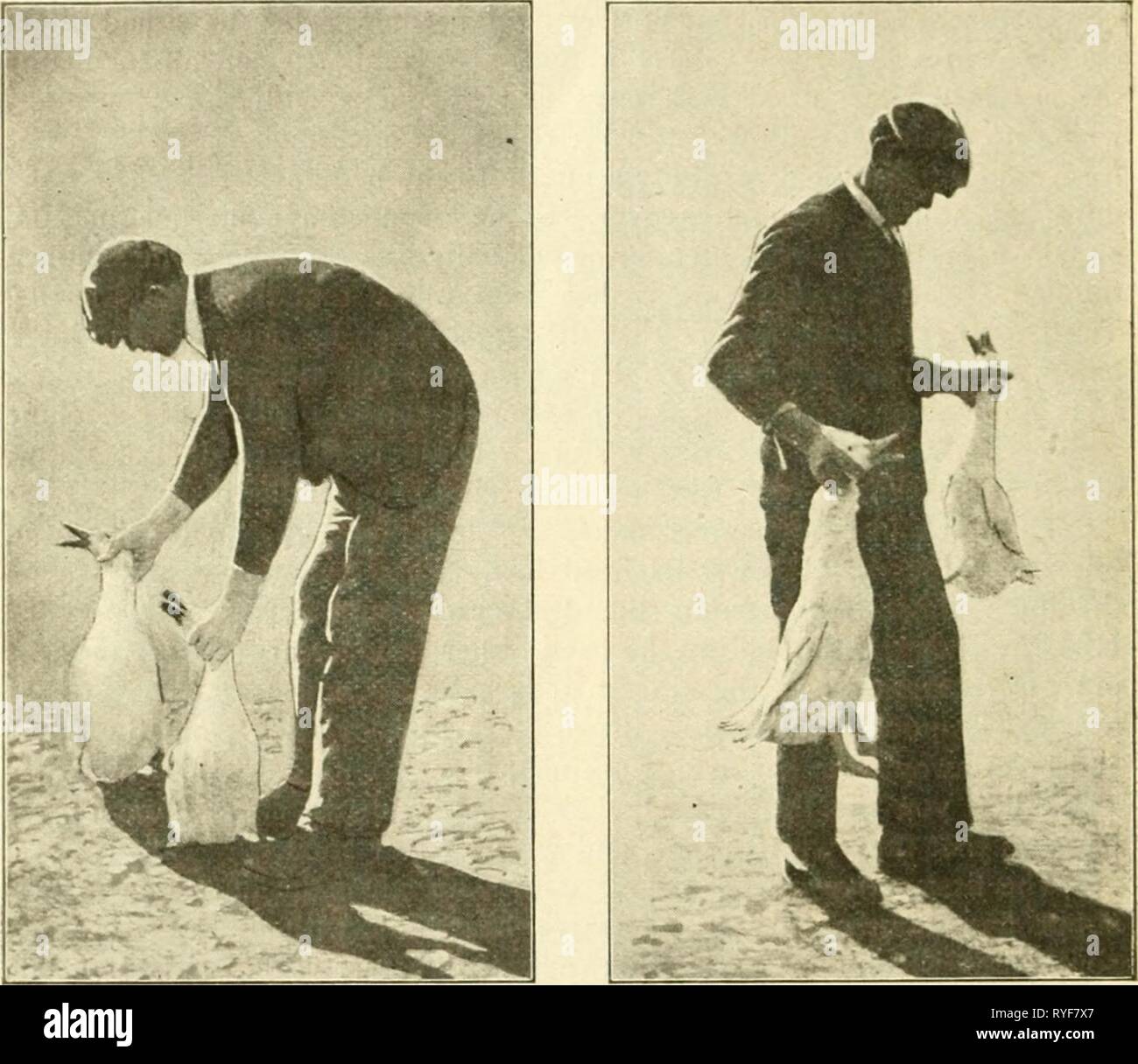 Duck dollars; (1911 Stock Photo - Alamy