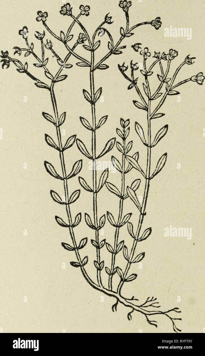 Early British botanists and their Stock Photo - Alamy