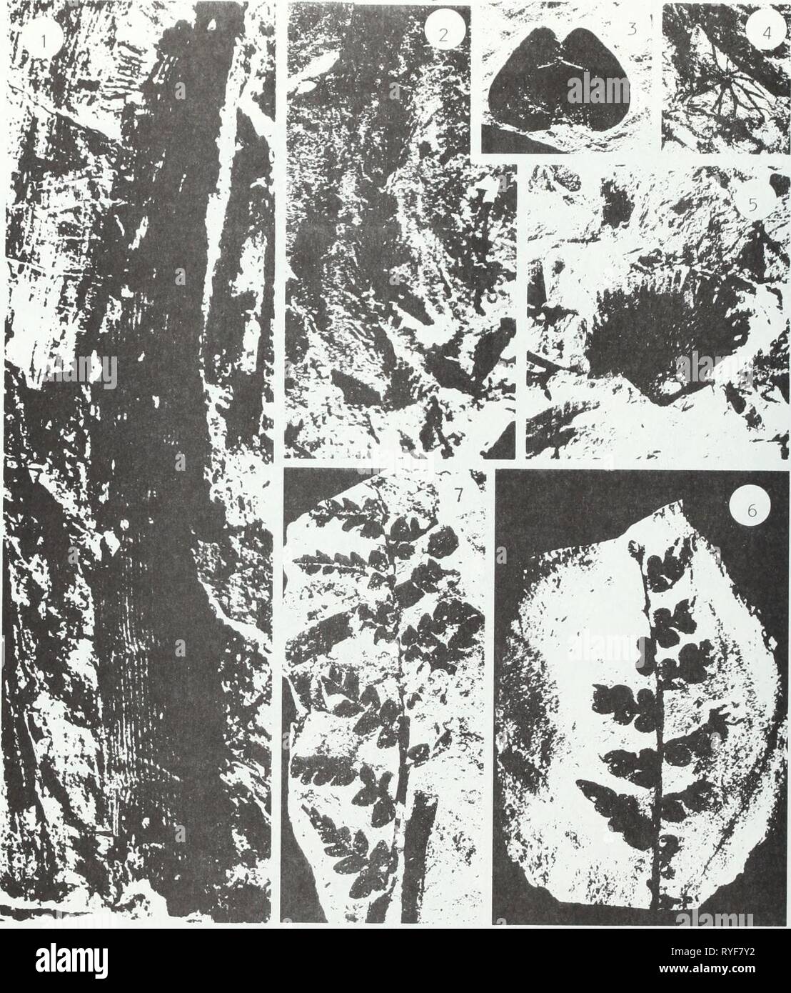 Sphenophyllum hi-res stock photography and images - Alamy