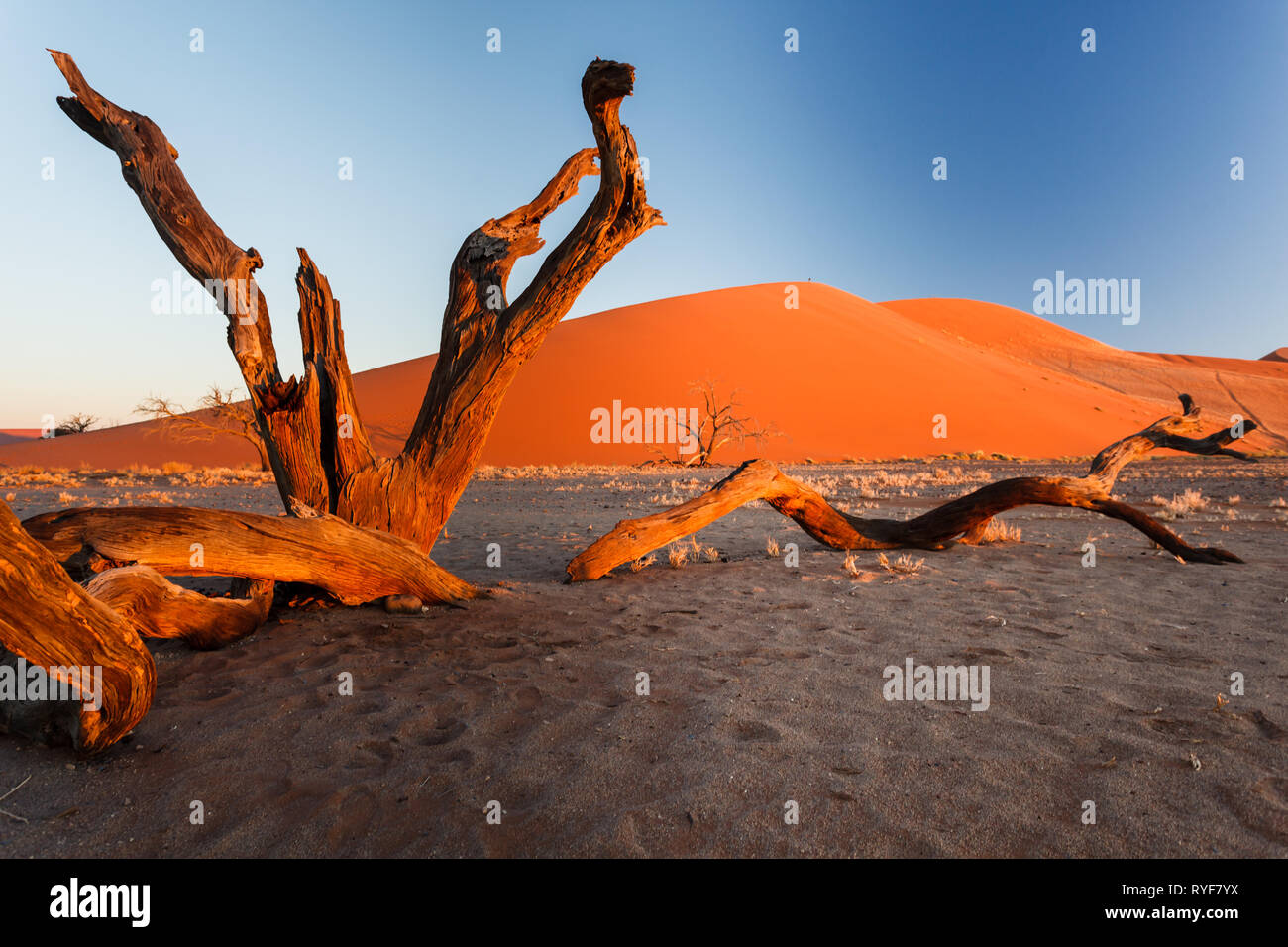 Sunlight in desert hi-res stock photography and images - Alamy