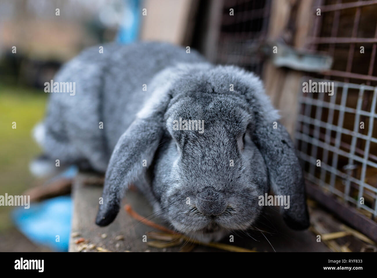 A close-up shot of a breeding rabbit standing in front of a wooden cage ...