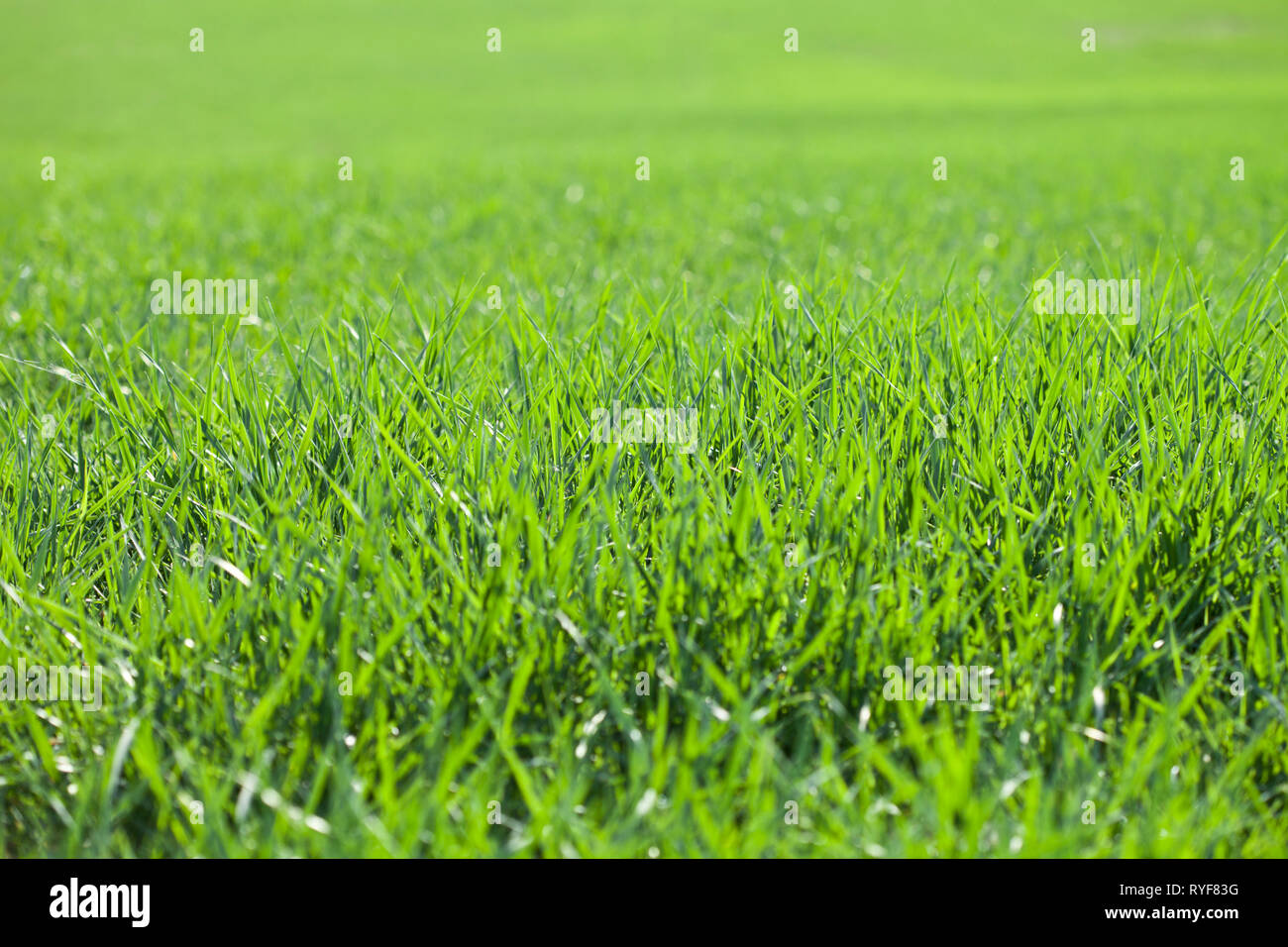 Field of green grass background Stock Photo - Alamy