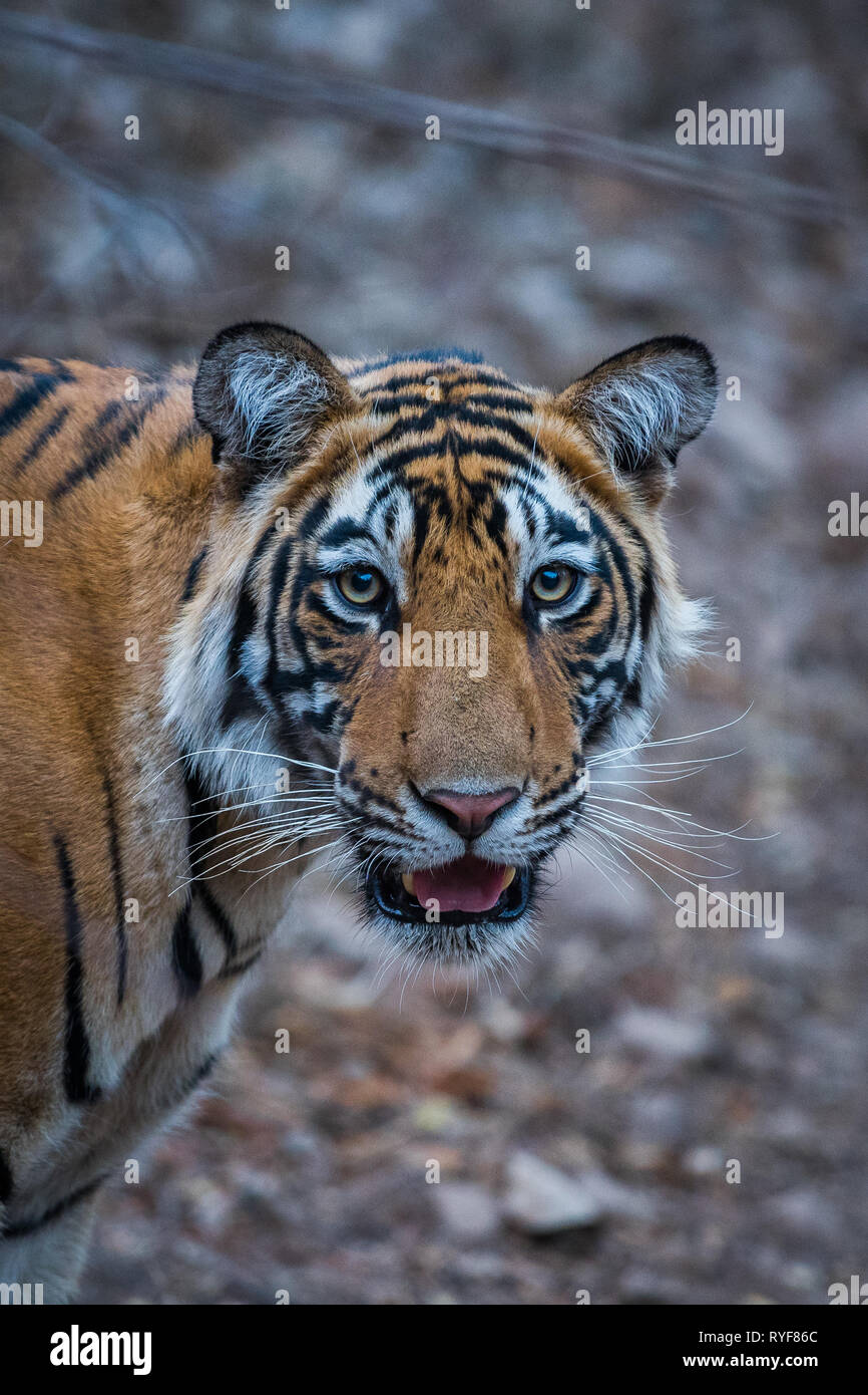 Male bengal tiger marking territory hi-res stock photography and images ...