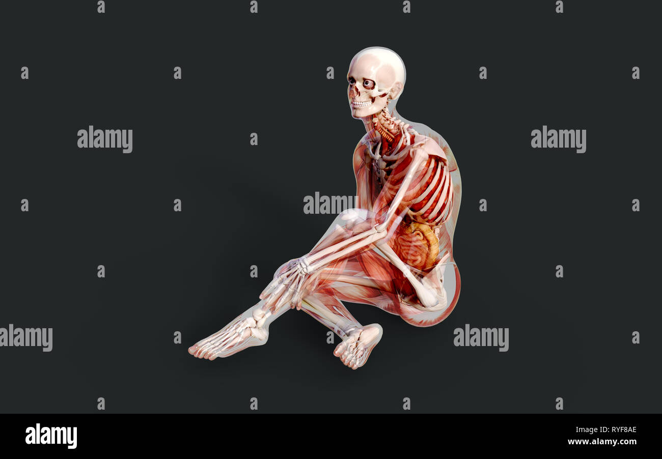 3d Illustration of a Human Skeleton Muscle System, Bone and Digestive ...