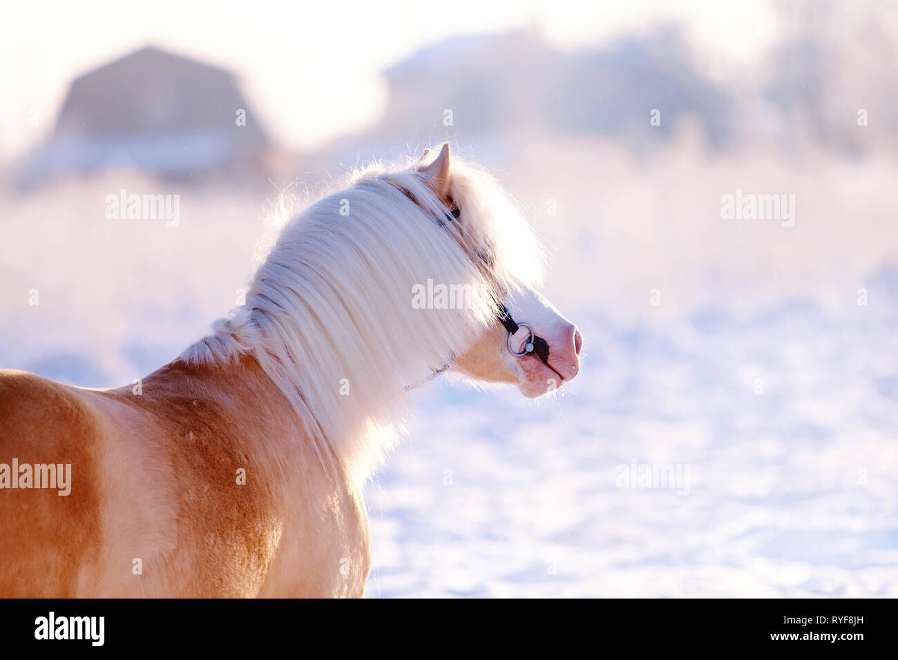 Beige pony hi-res stock photography and images - Alamy
