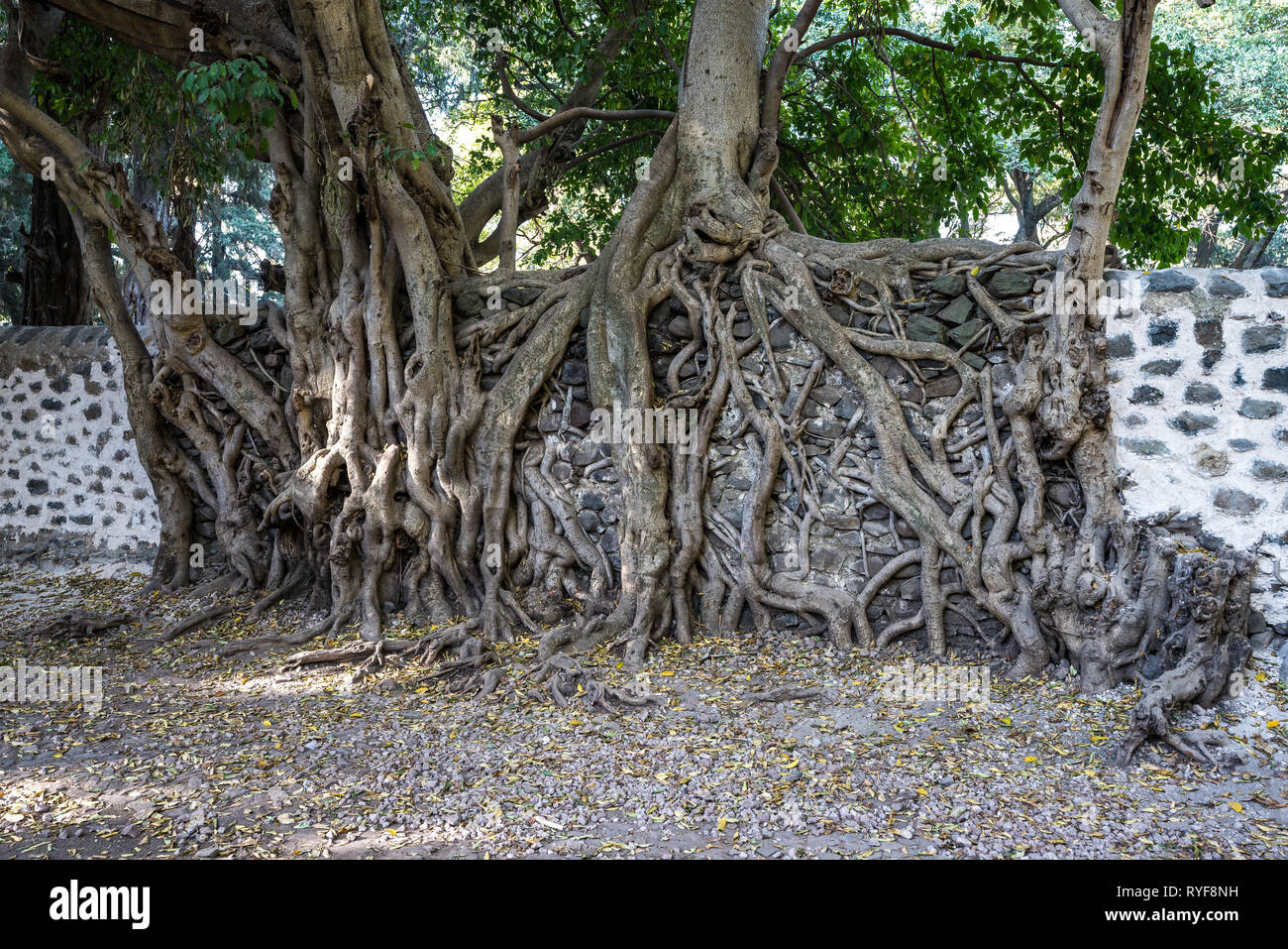 Baths of Fasiladas in Gondar, Noth Ethiopia, Africa Stock Photo - Alamy