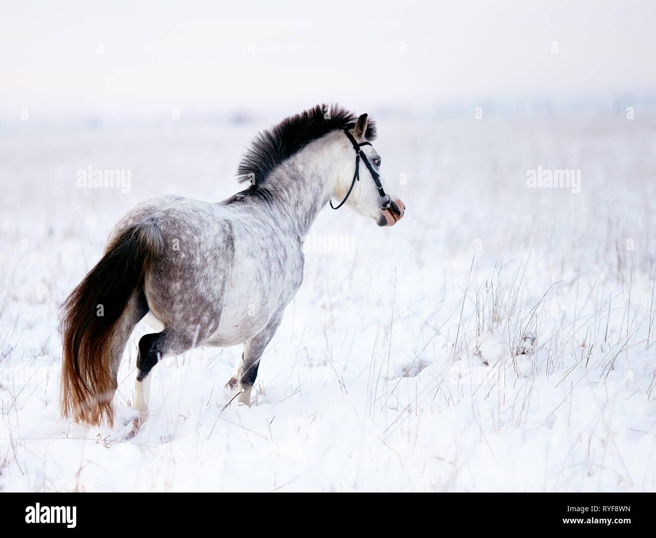 Gray pony in the field in the winter. The mare walks in the winter ...