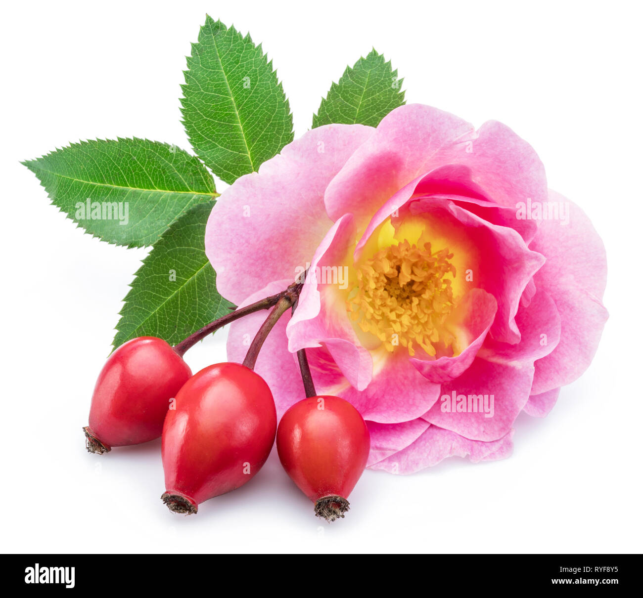 Rose-hips with rose flower isolated on a white background Stock Photo ...
