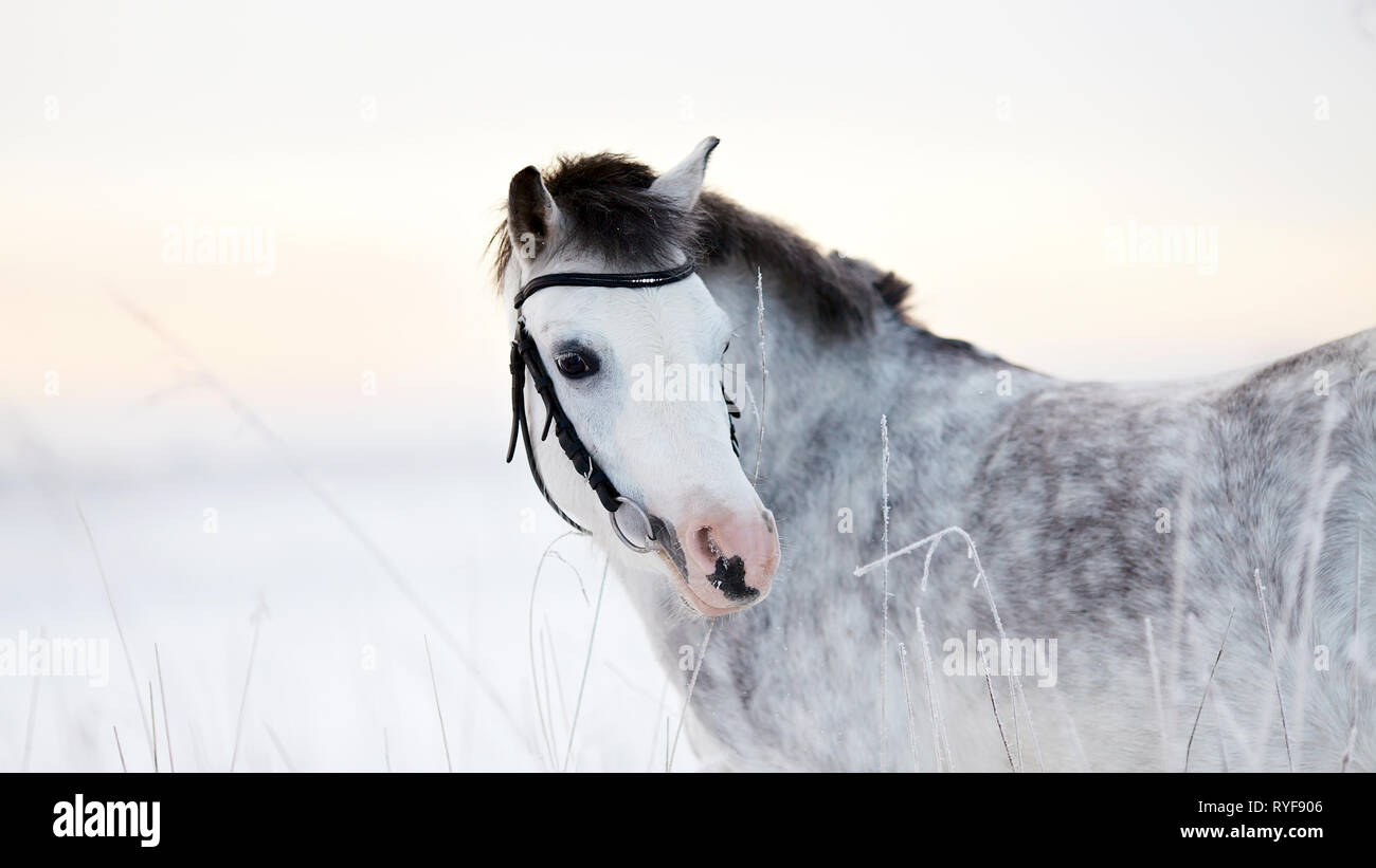 Portrait of a gray pony in the field in the winter. The mare walks in ...
