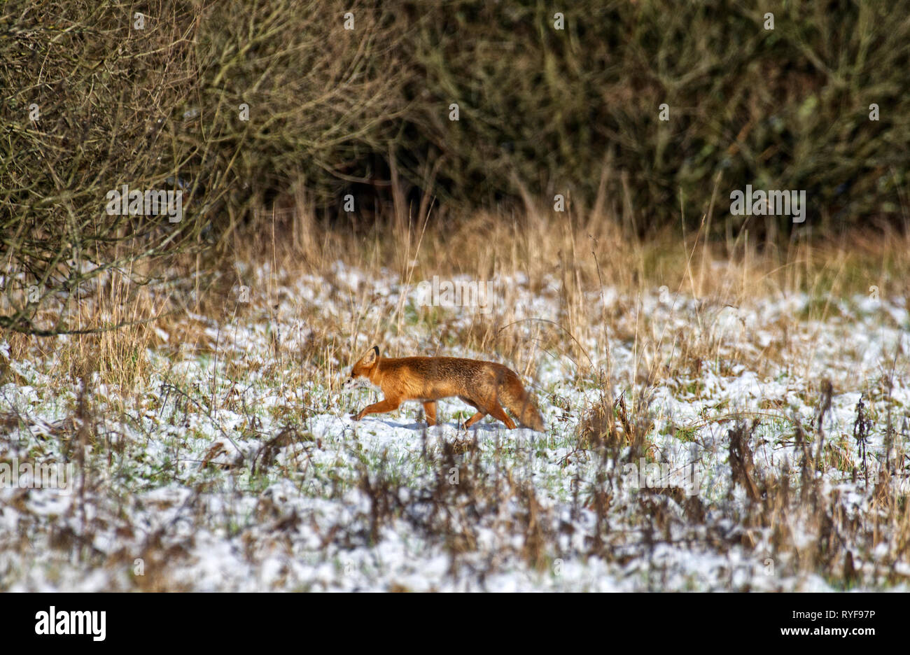 True deer hi-res stock photography and images - Alamy