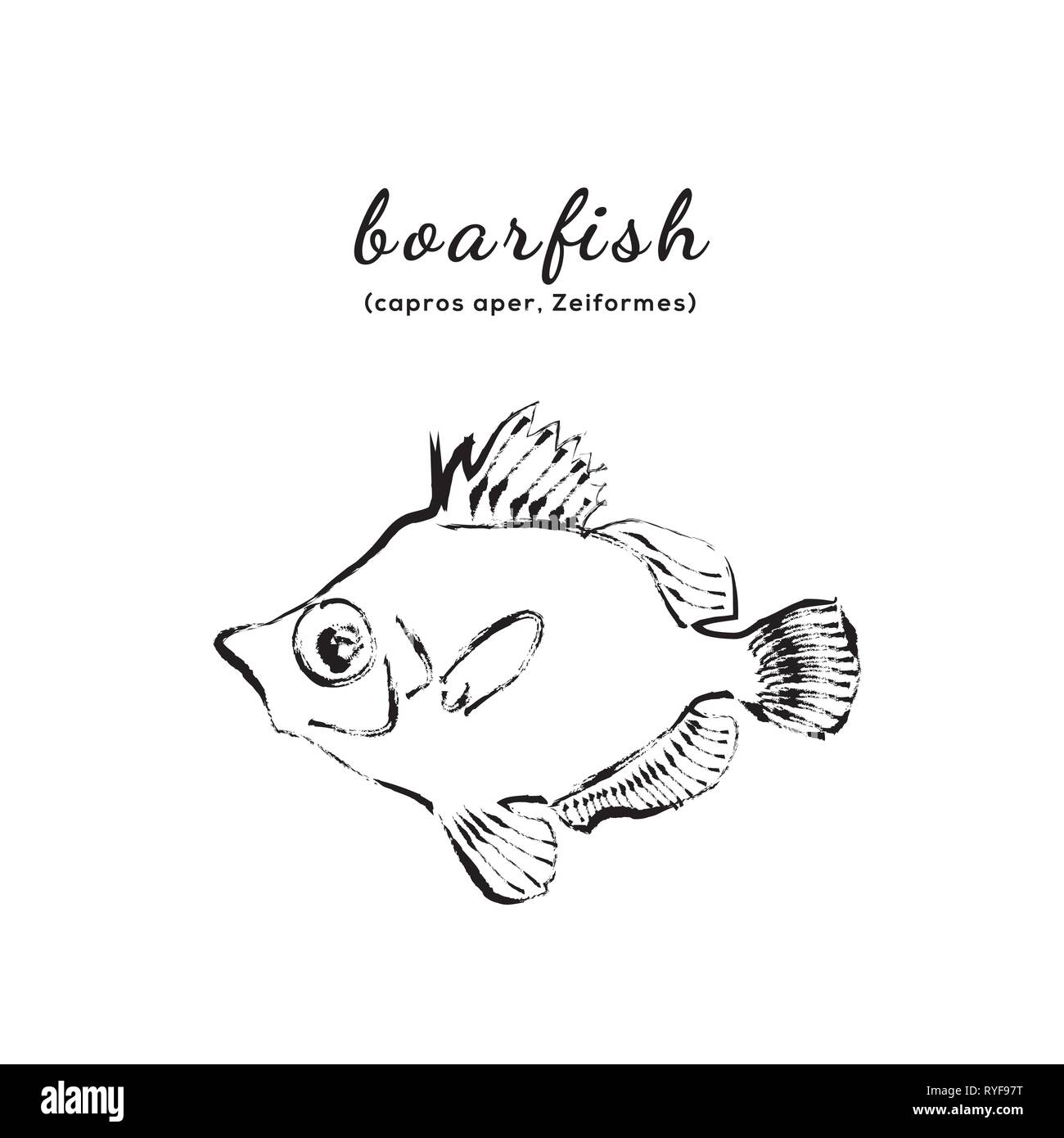 Boarfish vector illustration Stock Vector Image & Art - Alamy