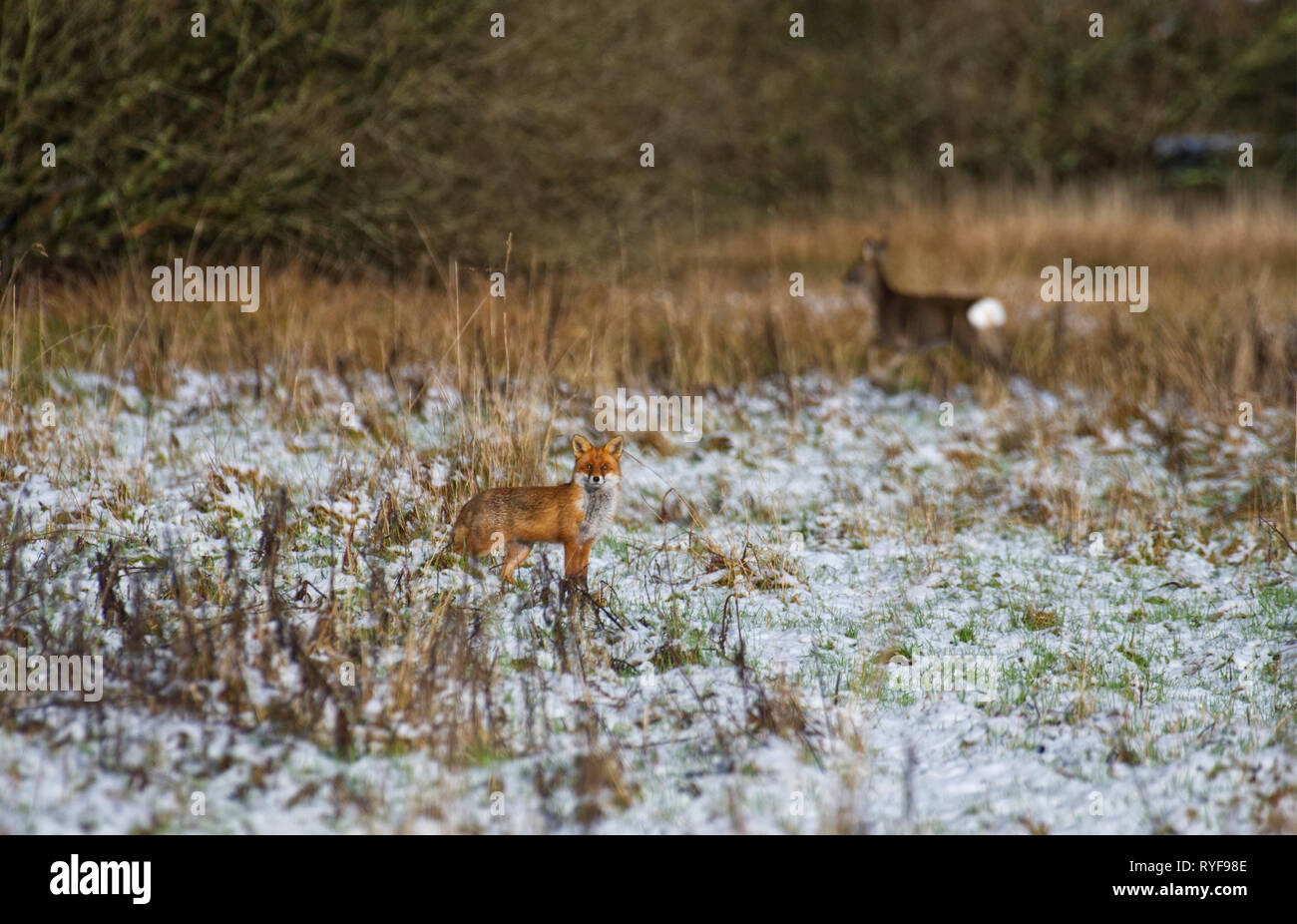 Red fox vulpes roe hi-res stock photography and images - Alamy