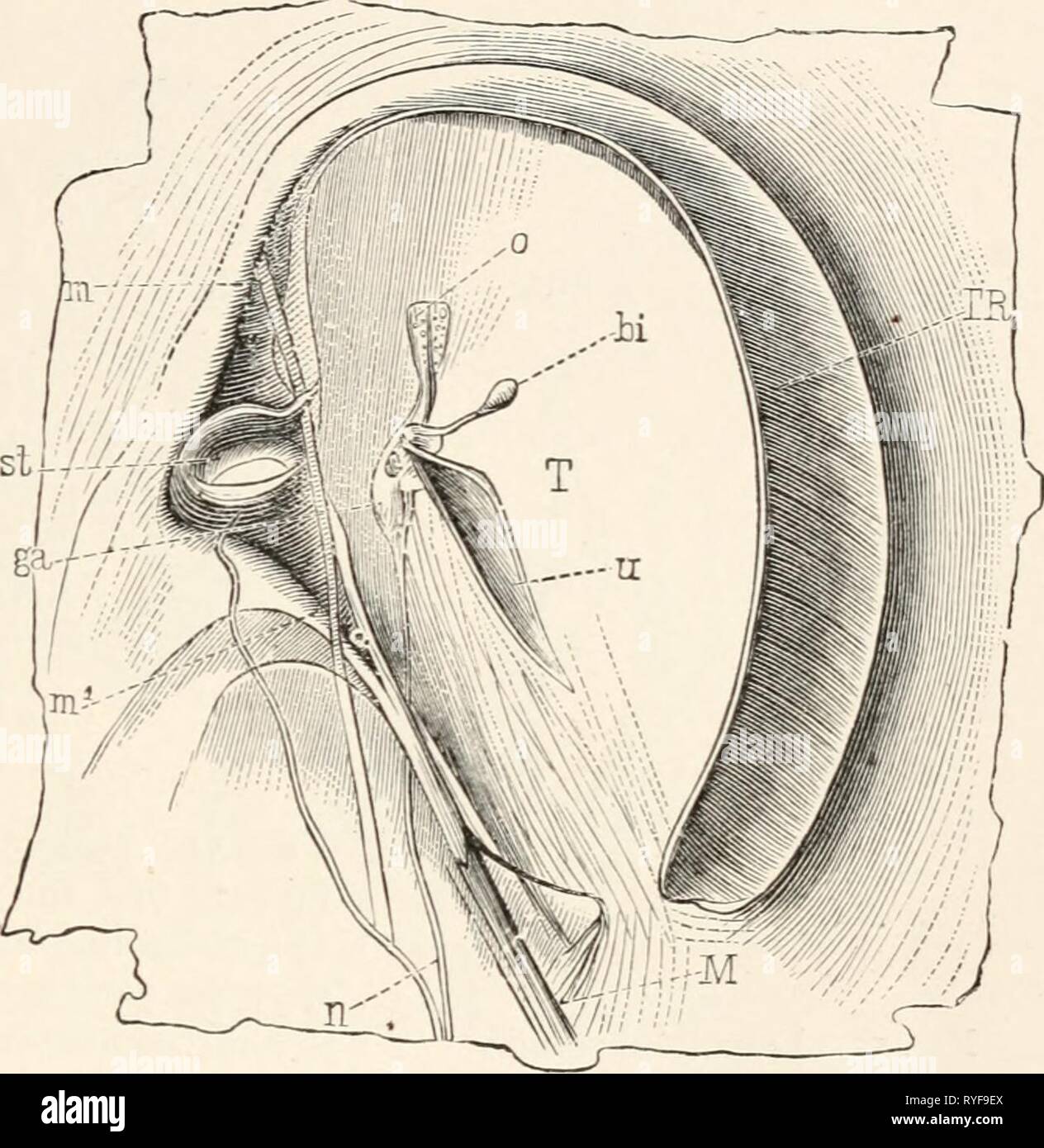 Elementary entomology elementaryentomo00sand Year: [c1912] ANATOMY OF ...