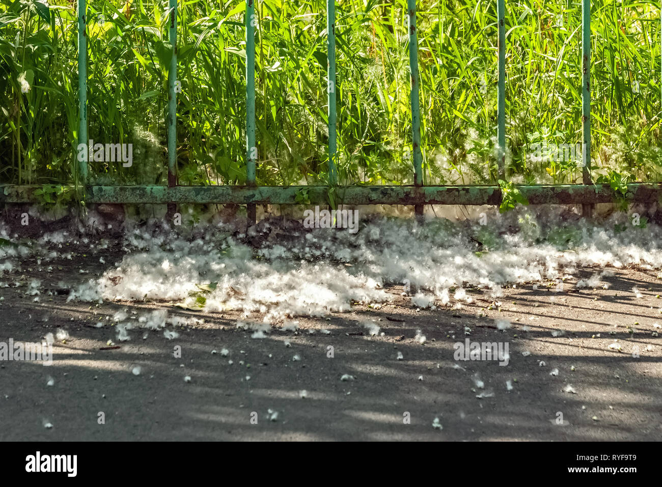 Poplar fluff fell on the pavement near the iron grille of the fence ...