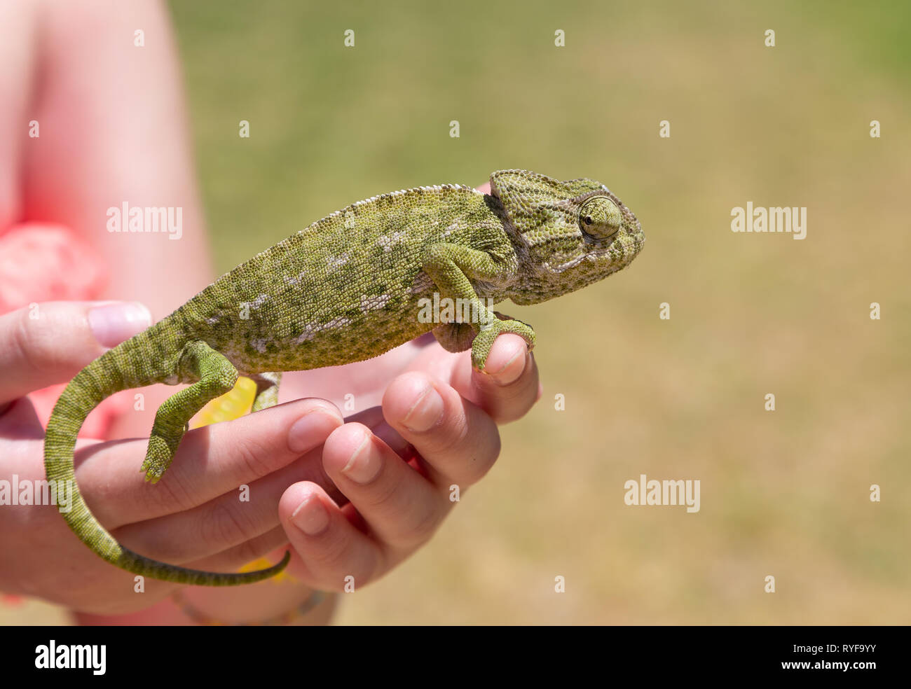 Hands hold a green chameleon Stock Photo - Alamy
