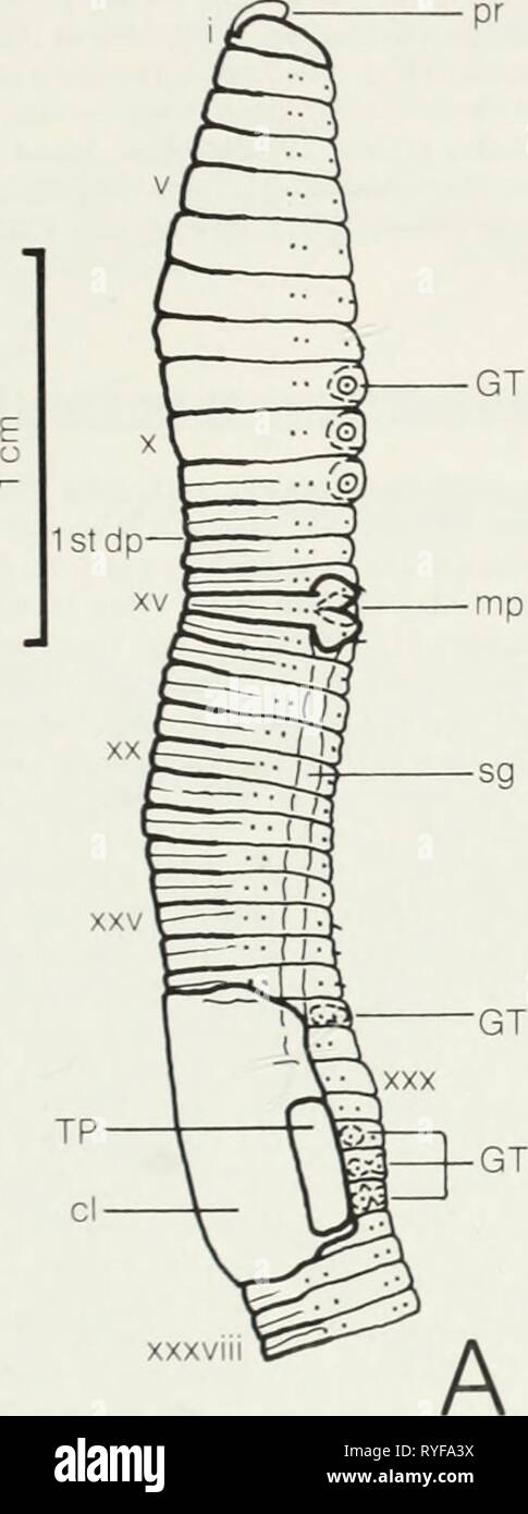 The earthworms (lumbricidae and sparganophilidae Stock Photo - Alamy