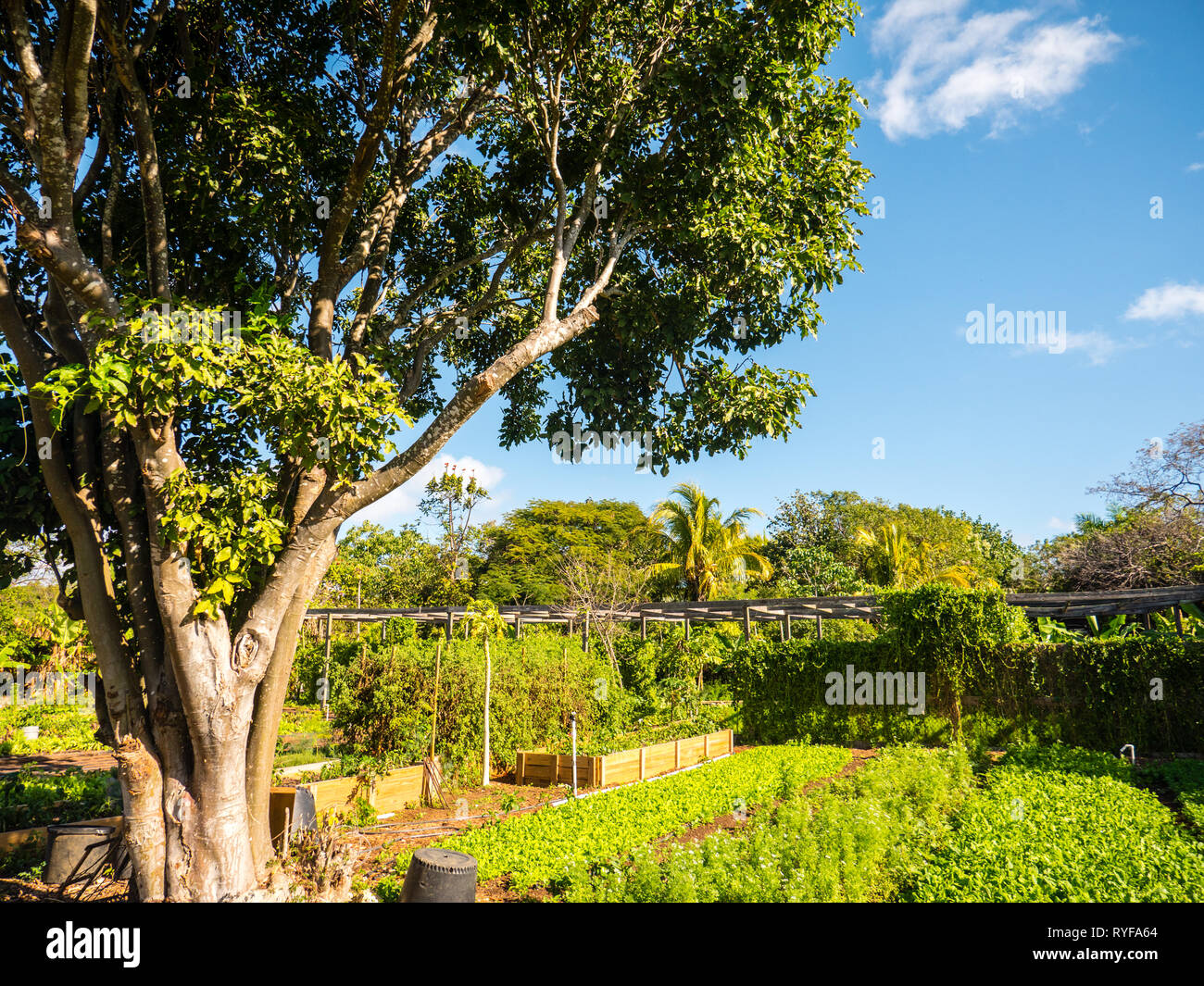 Organic Mixed Farming, Eleuthera Island Farm, North Palmetto Point ...
