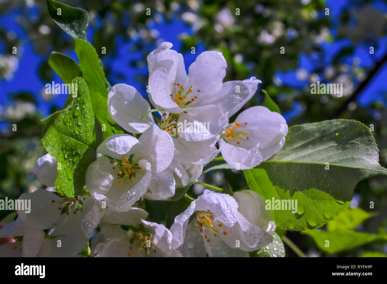 Apple petal hi-res stock photography and images - Alamy