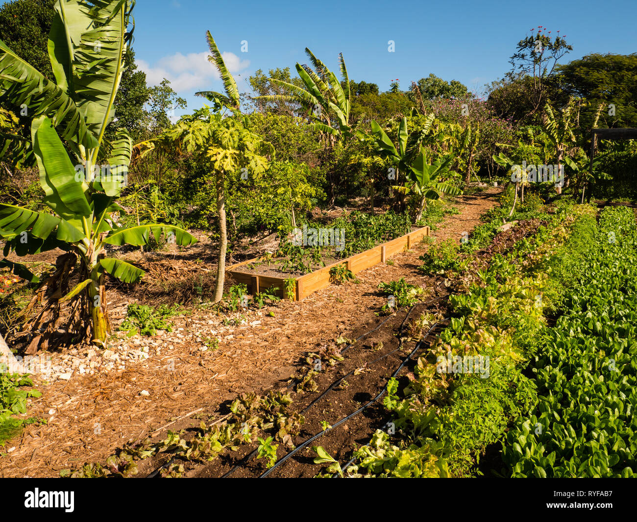 Caribbean farming hi-res stock photography and images - Alamy