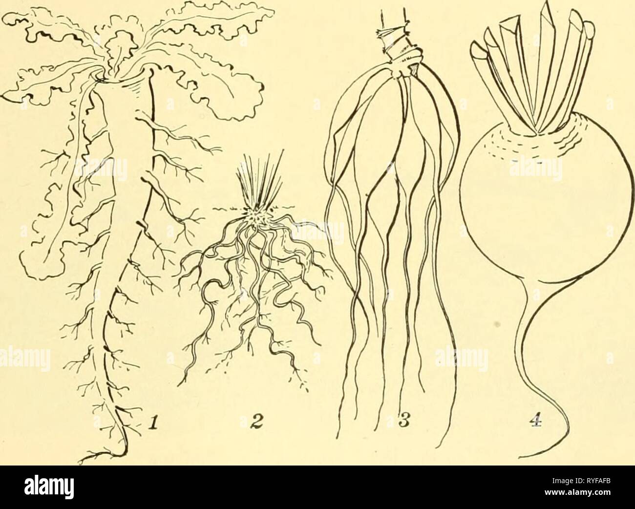 Elementary biology; an introduction to Stock Photo - Alamy
