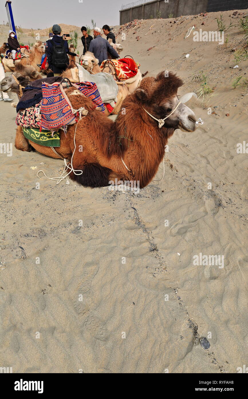 Taklamakan desert camels hi-res stock photography and images - Alamy