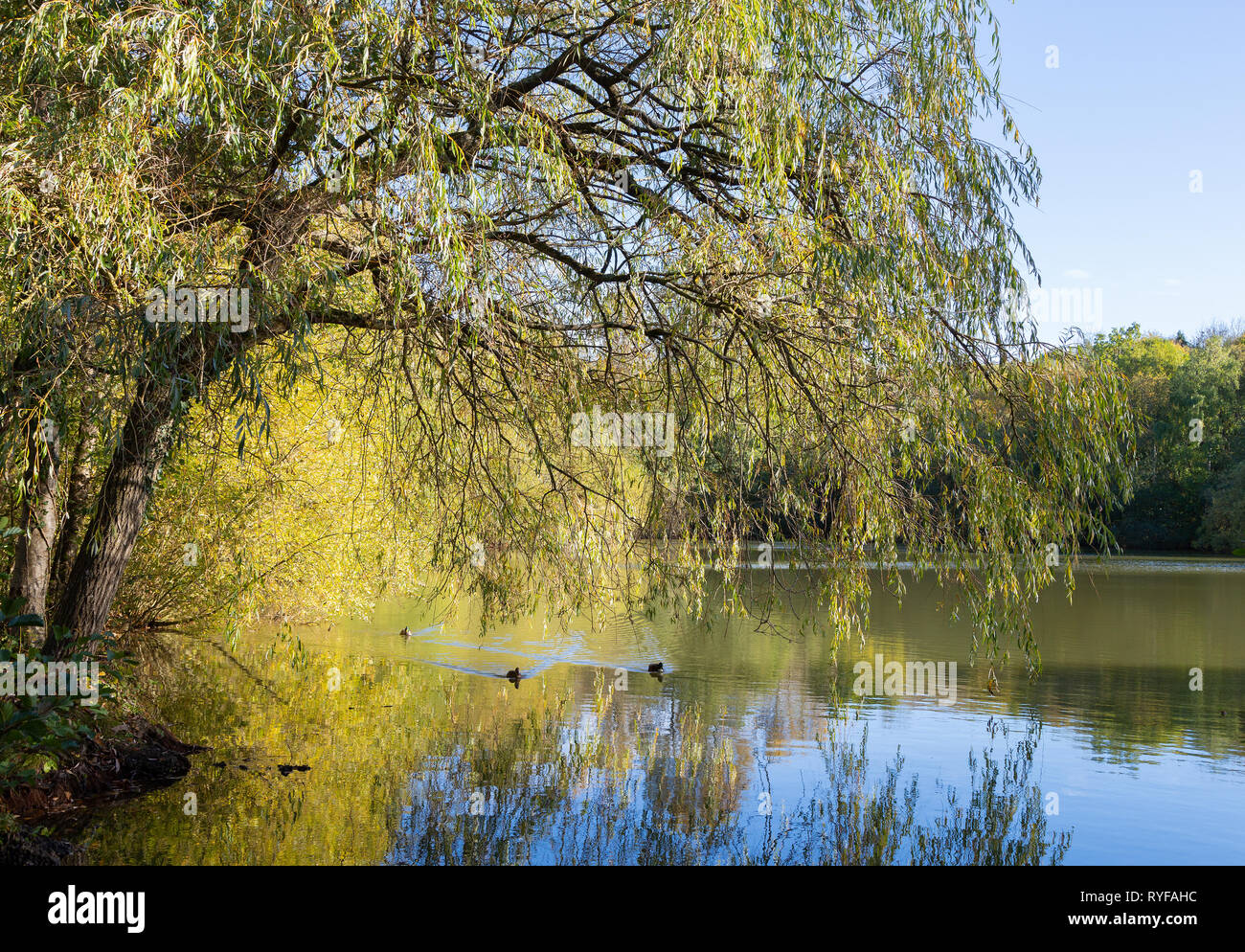 Willow tree overhanging a tranquil lake Stock Photo - Alamy