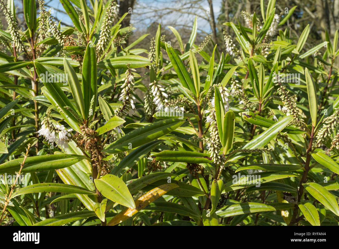 Hebe macrocarpa, an erect growing evergreen shrub with white flower ...