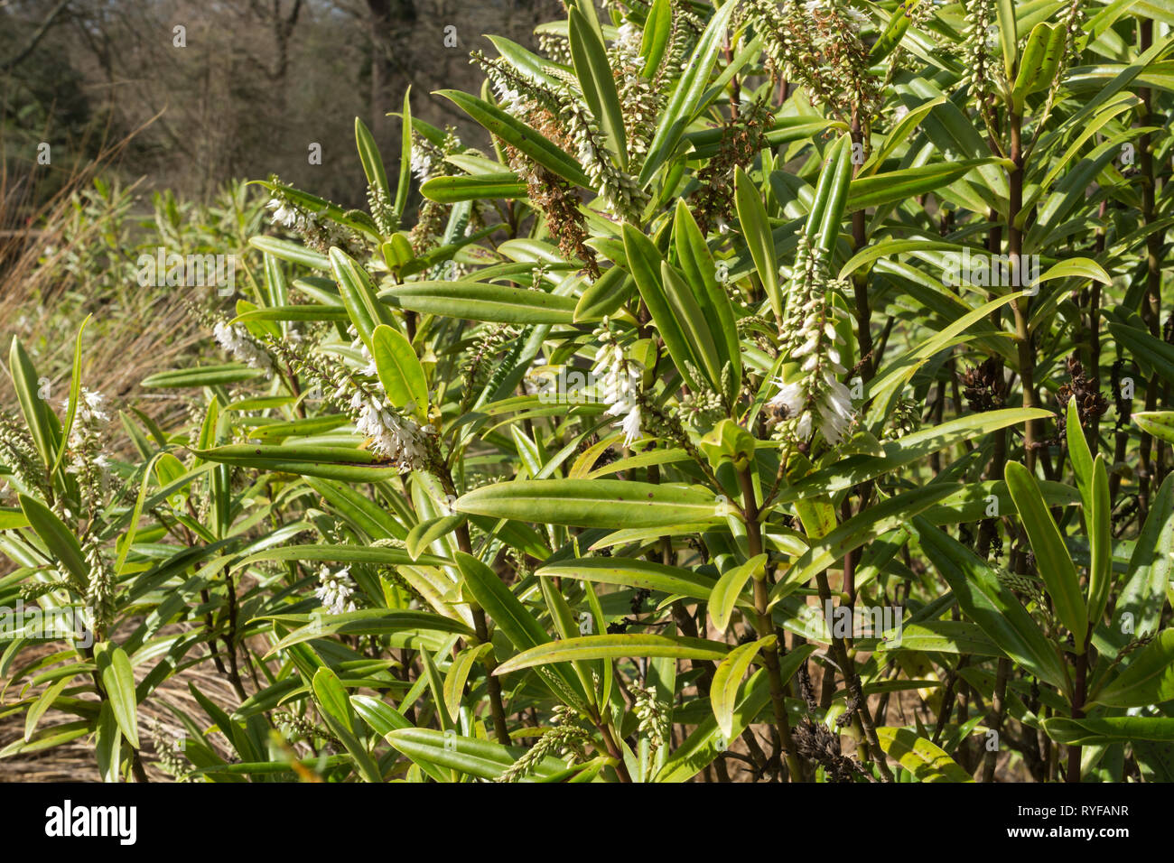 Hebe macrocarpa, an erect growing evergreen shrub with white flower ...
