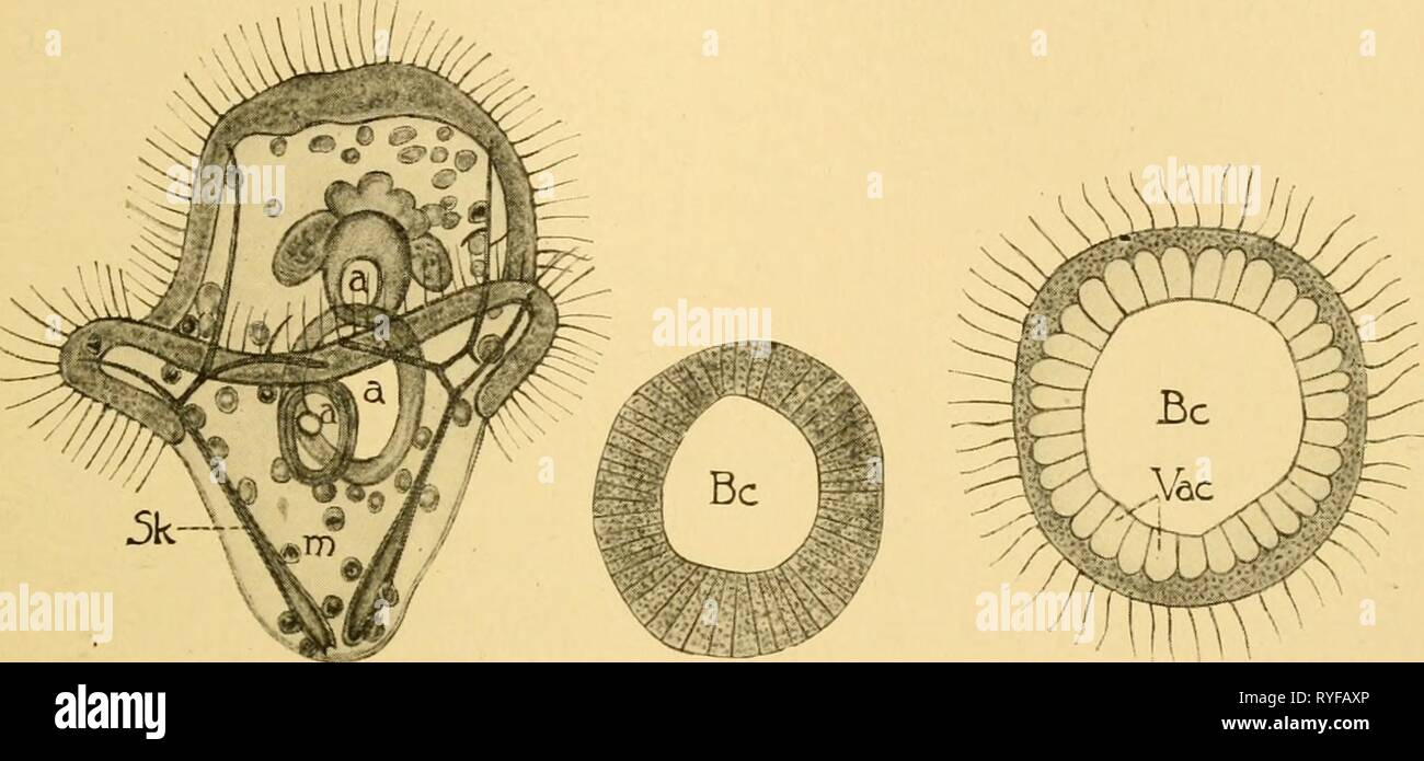 The effects of inanition and Stock Photo - Alamy