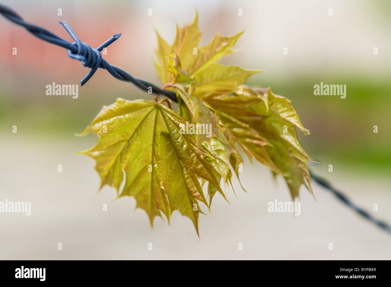 Spring maple leaves hanging on barbed wire. Acer. Detail of lush young ...