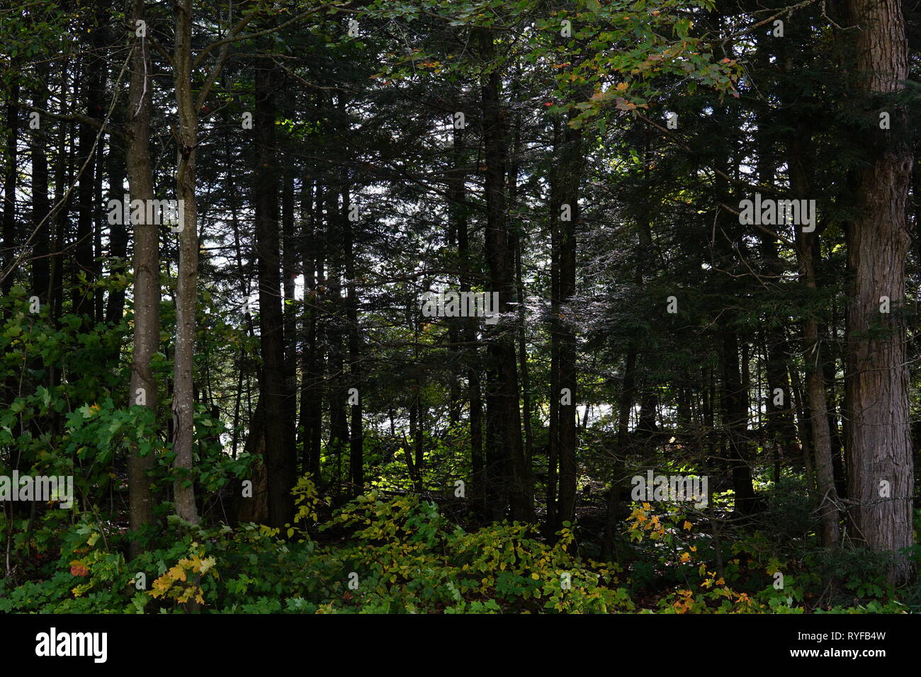 Fall Color in Muskoka Stock Photo - Alamy