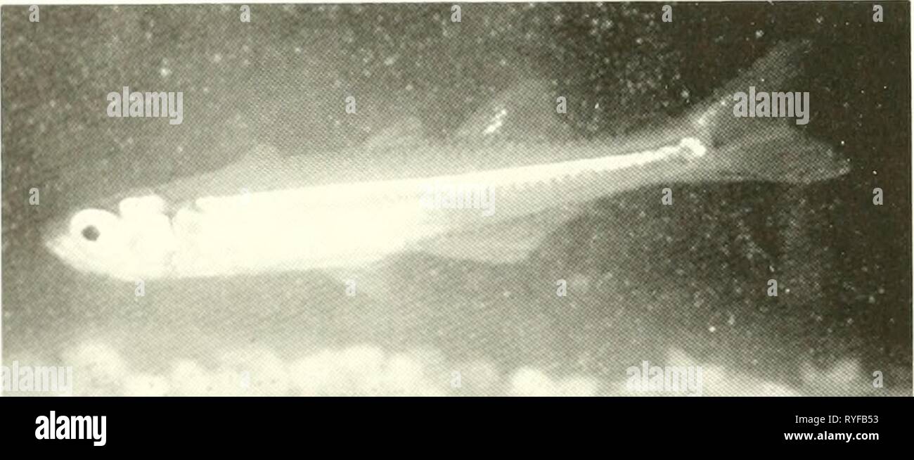 Killifish atlantic hi-res stock photography and images - Alamy