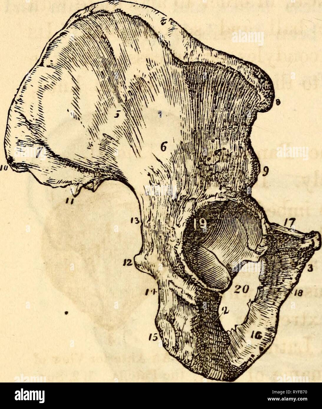 Spinous process hi-res stock photography and images - Alamy