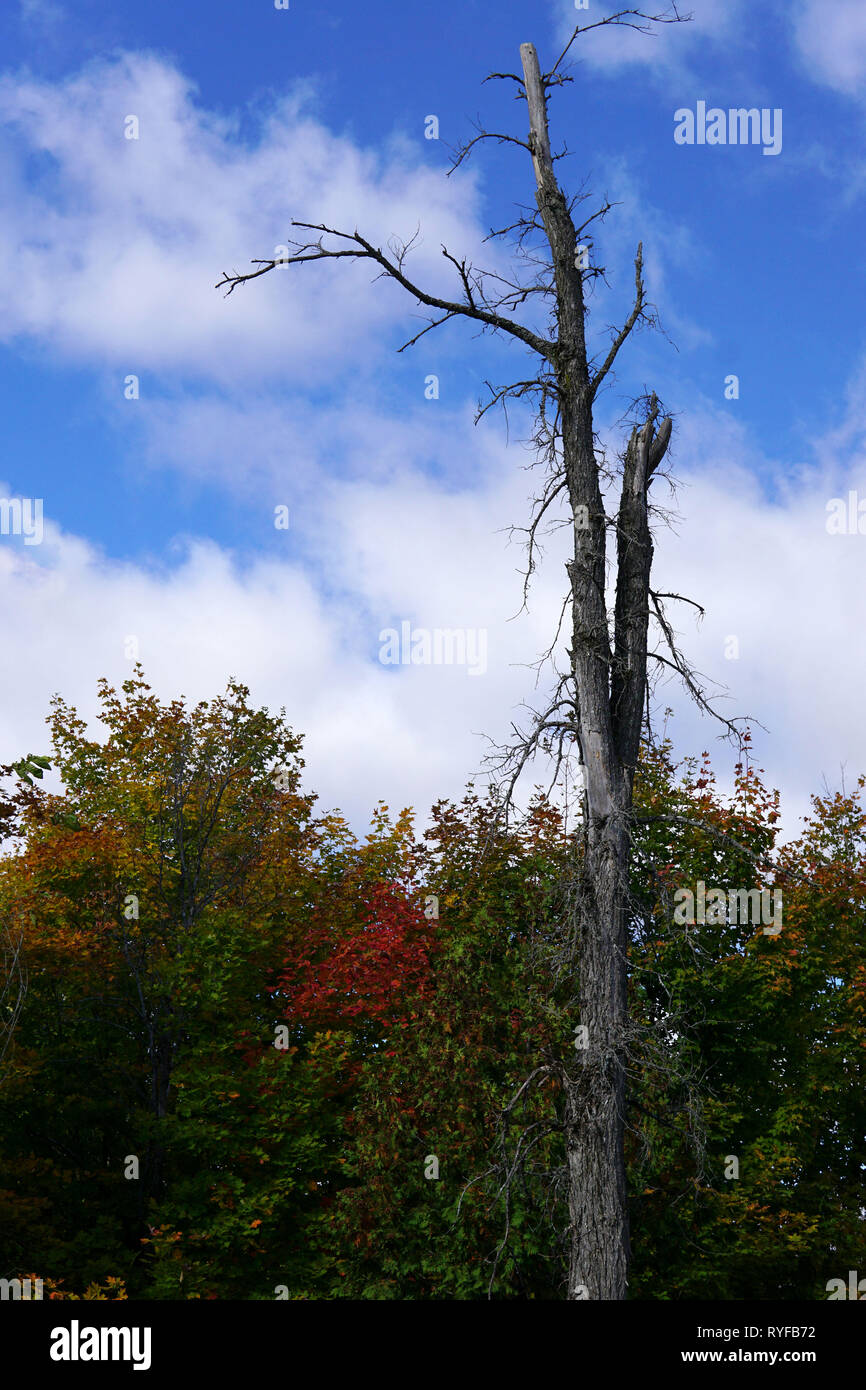 Fall Color in Muskoka Stock Photo - Alamy
