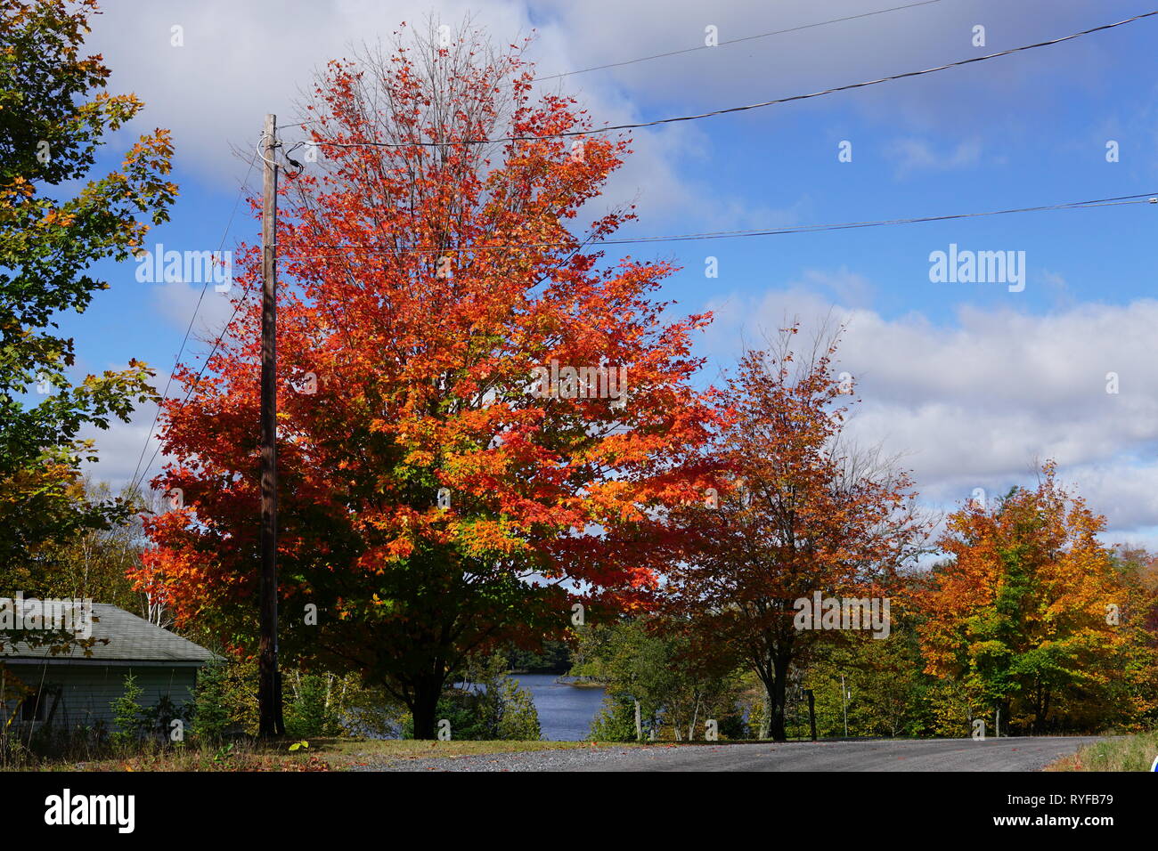 Fall Color in Muskoka Stock Photo - Alamy