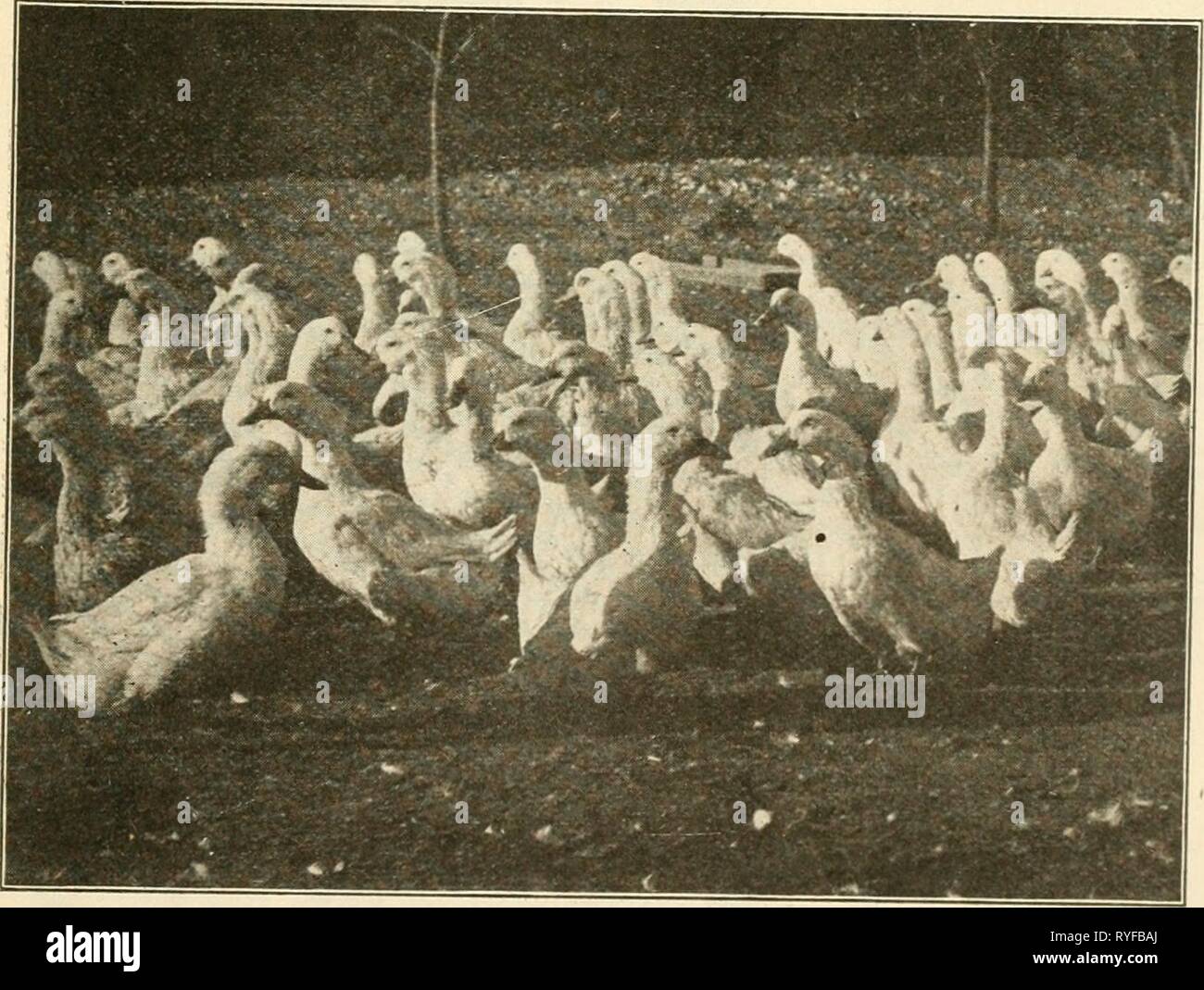 Duck dollars; (1911 Stock Photo - Alamy