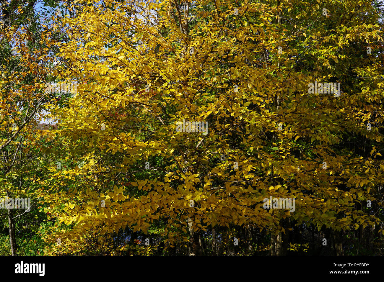 Fall Color in Muskoka Stock Photo - Alamy