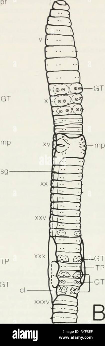 The earthworms (lumbricidae and sparganophilidae Stock Photo - Alamy