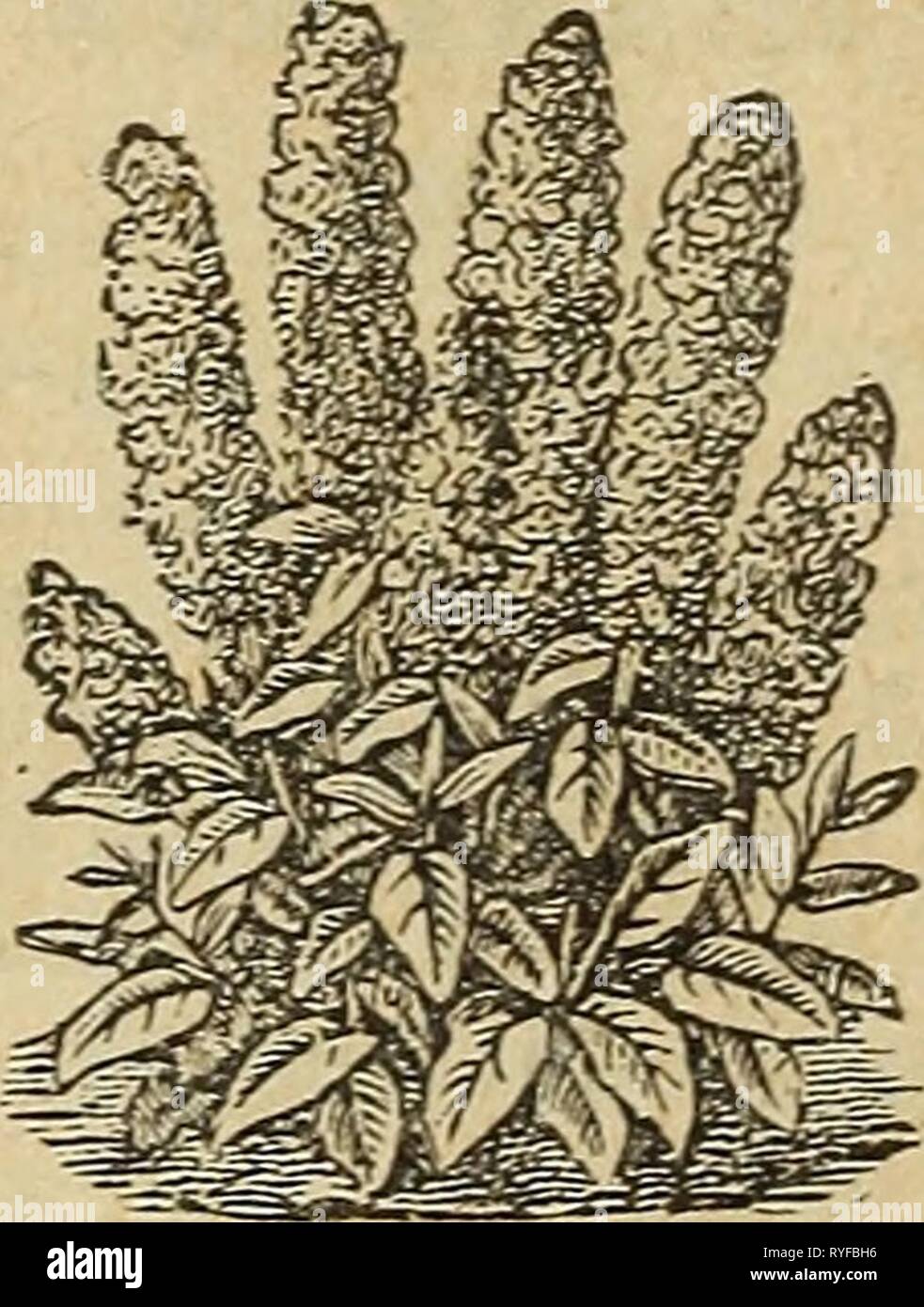 Annabil hi-res stock photography and images - Alamy