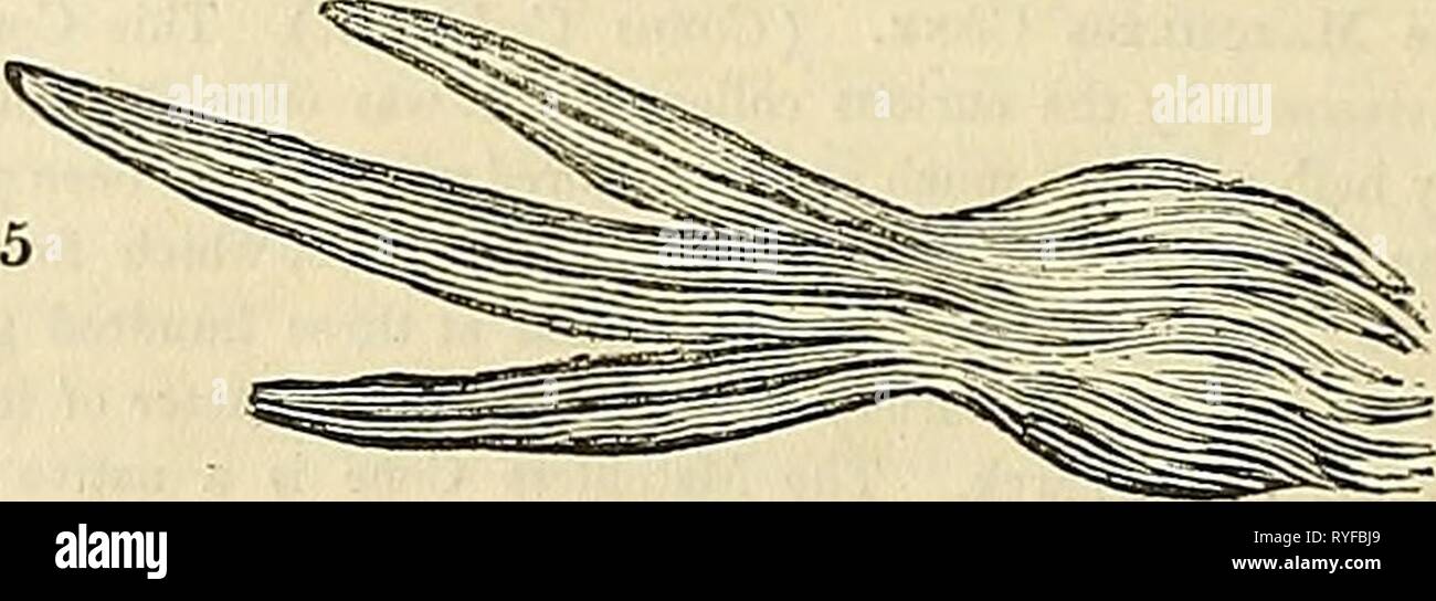 Feet with six toes hi-res stock photography and images - Alamy