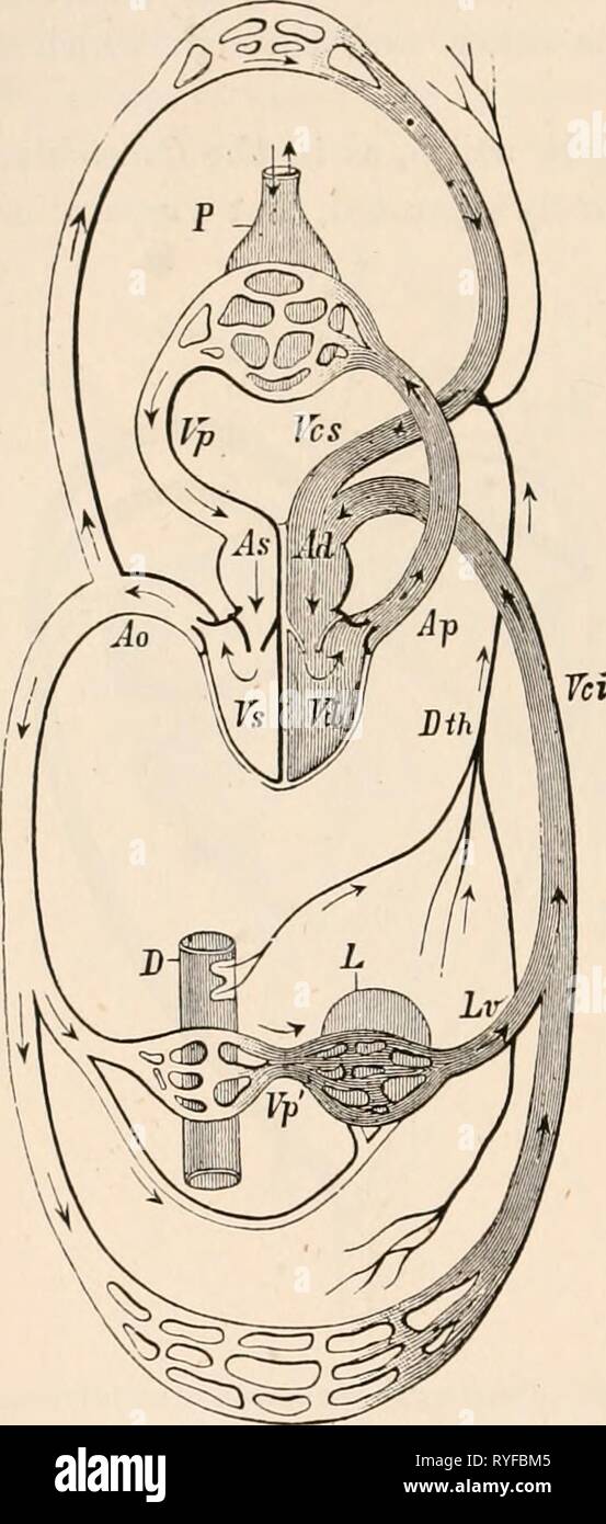 External organ organs hi-res stock photography and images - Alamy