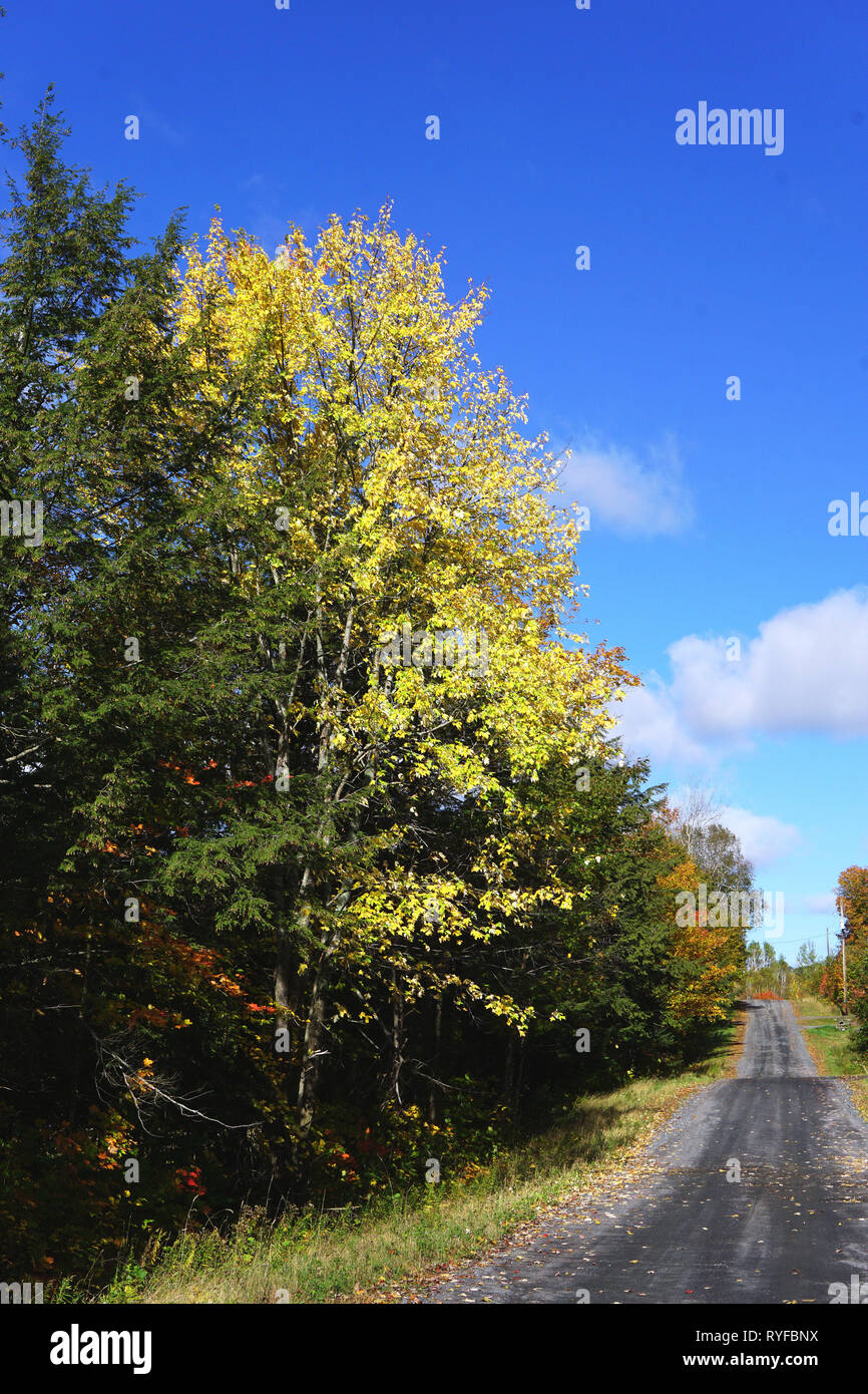 Fall Color in Muskoka Stock Photo - Alamy